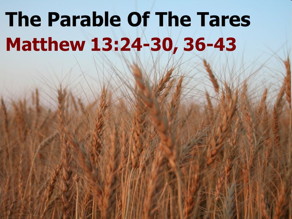 The Wheat and the Tares – Devoted To You